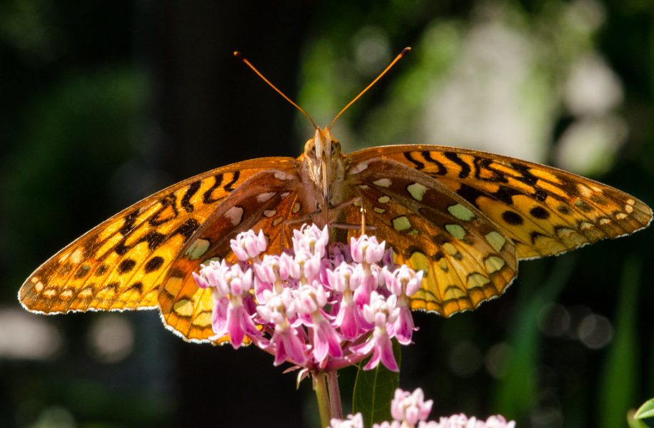 Regal Fritillaries in the Platte River Prairies – No Water No Life